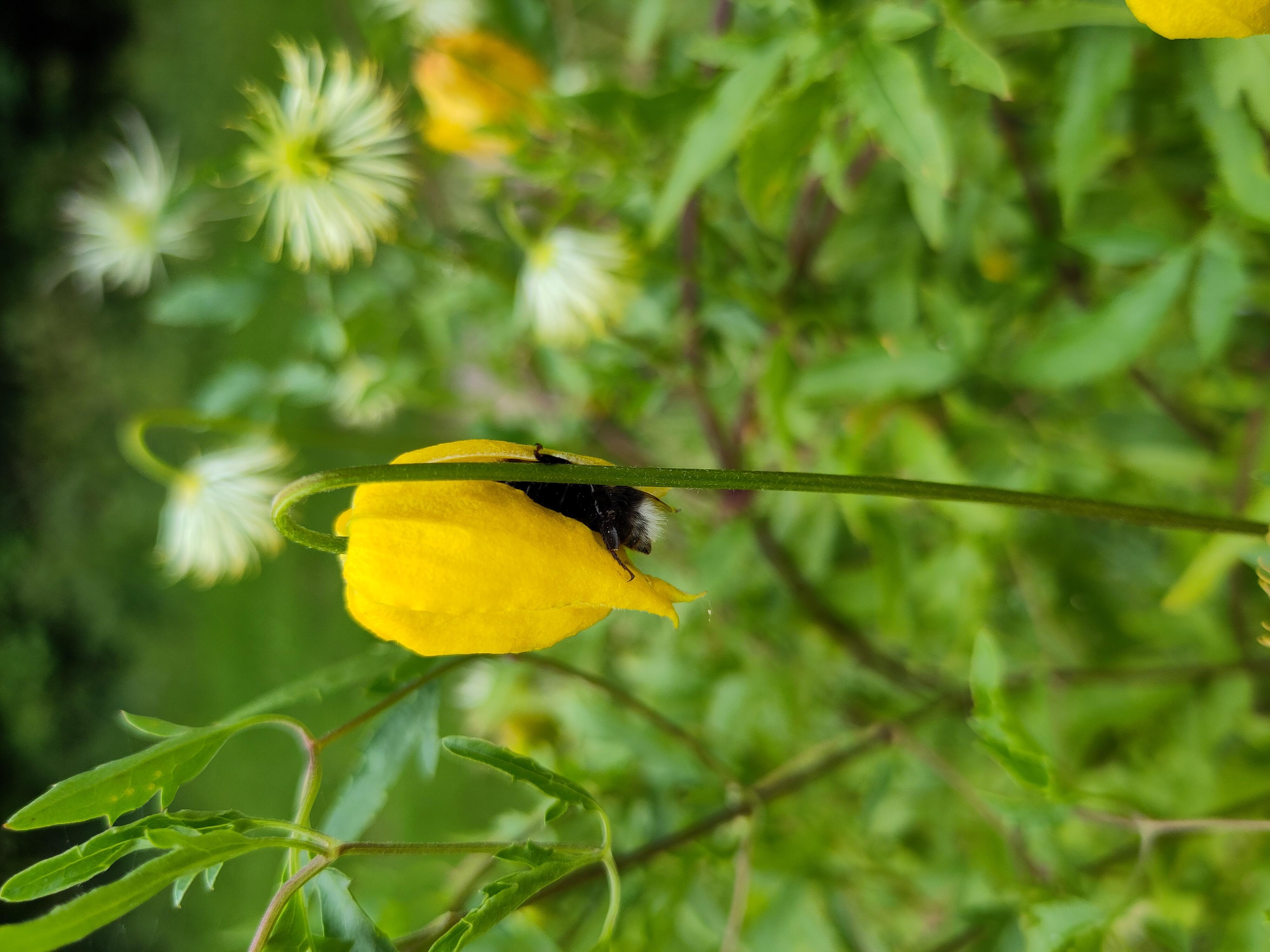 Bee napping | Nature